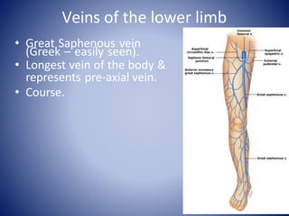 Lymphatics of lower limb | PPTX