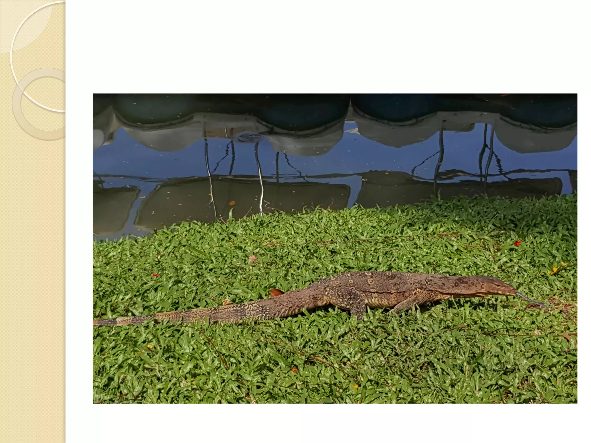 Lumpini Park in Bangkok by Ingemar Pongratz | PPT