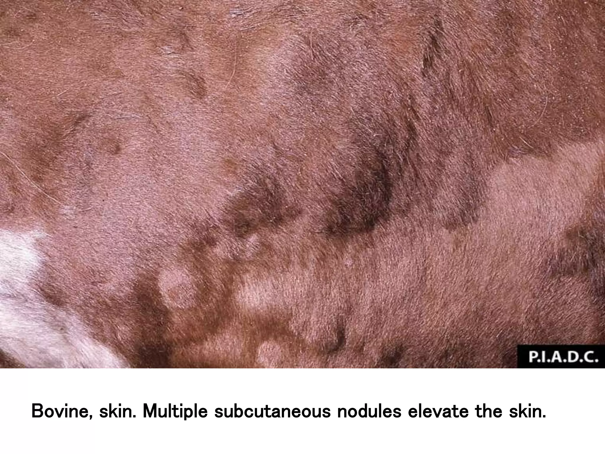 Lumpy skin disease | PPTX