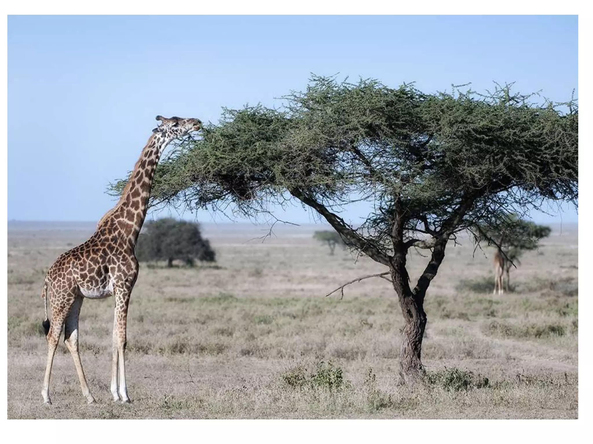 Lumpy skin disease | PPTX