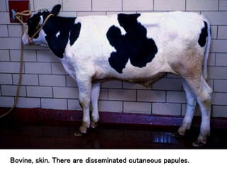 Lumpy skin disease | PPTX