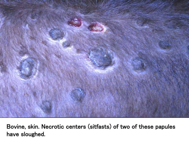 Lumpy skin disease | PPTX | Skin and Dermatology | Diseases and Conditions