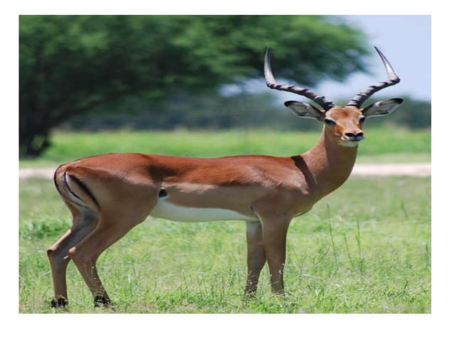 Lumpy skin disease | PPTX | Skin and Dermatology | Diseases and Conditions