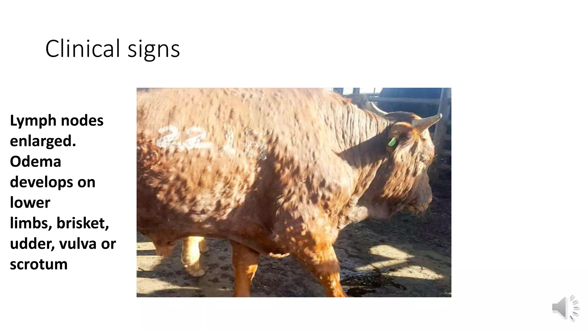 Lumpy skin disease by Dr. Mushhood Qazi | PPT