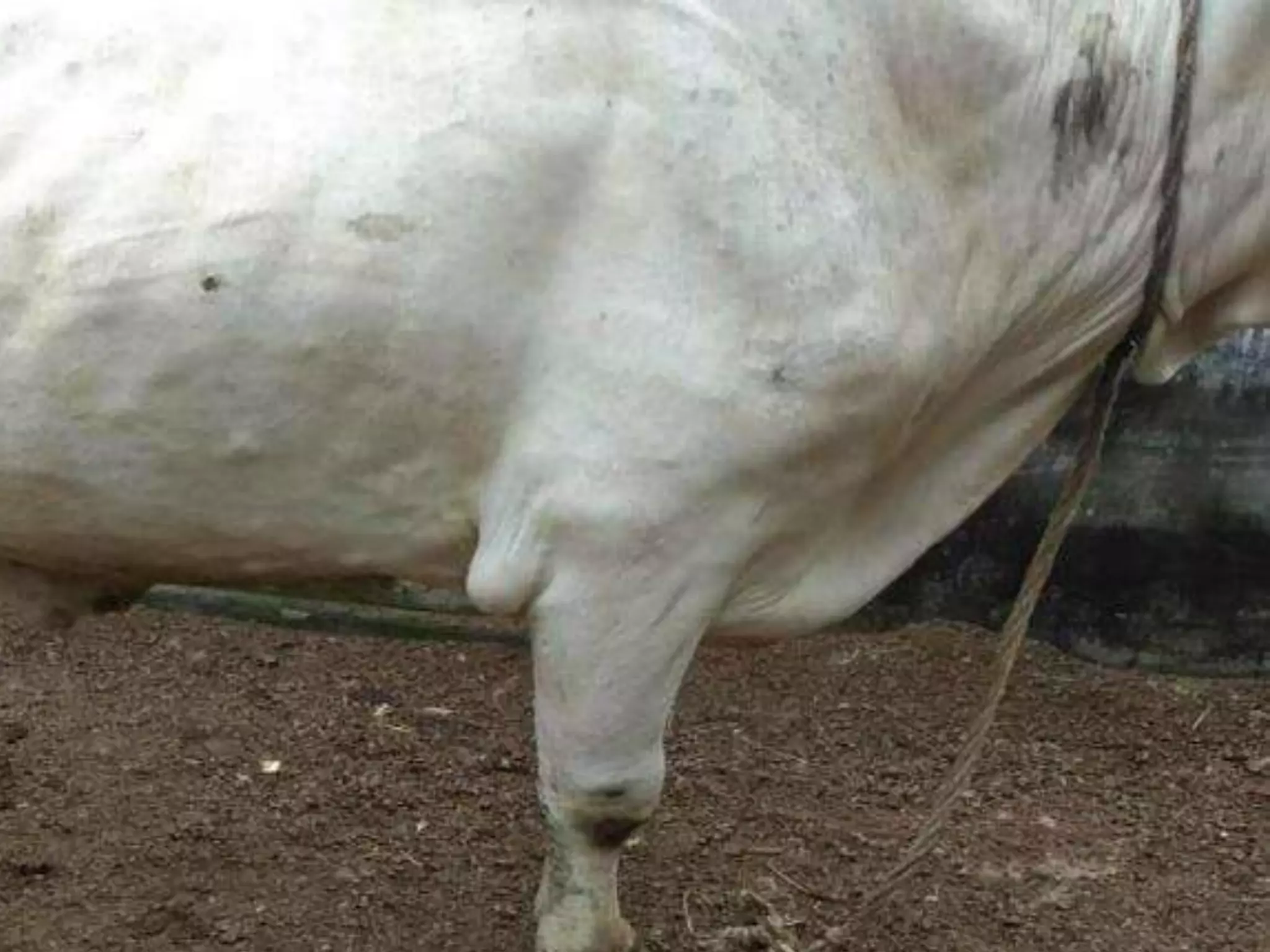 Lumpy skin disease | PPTX