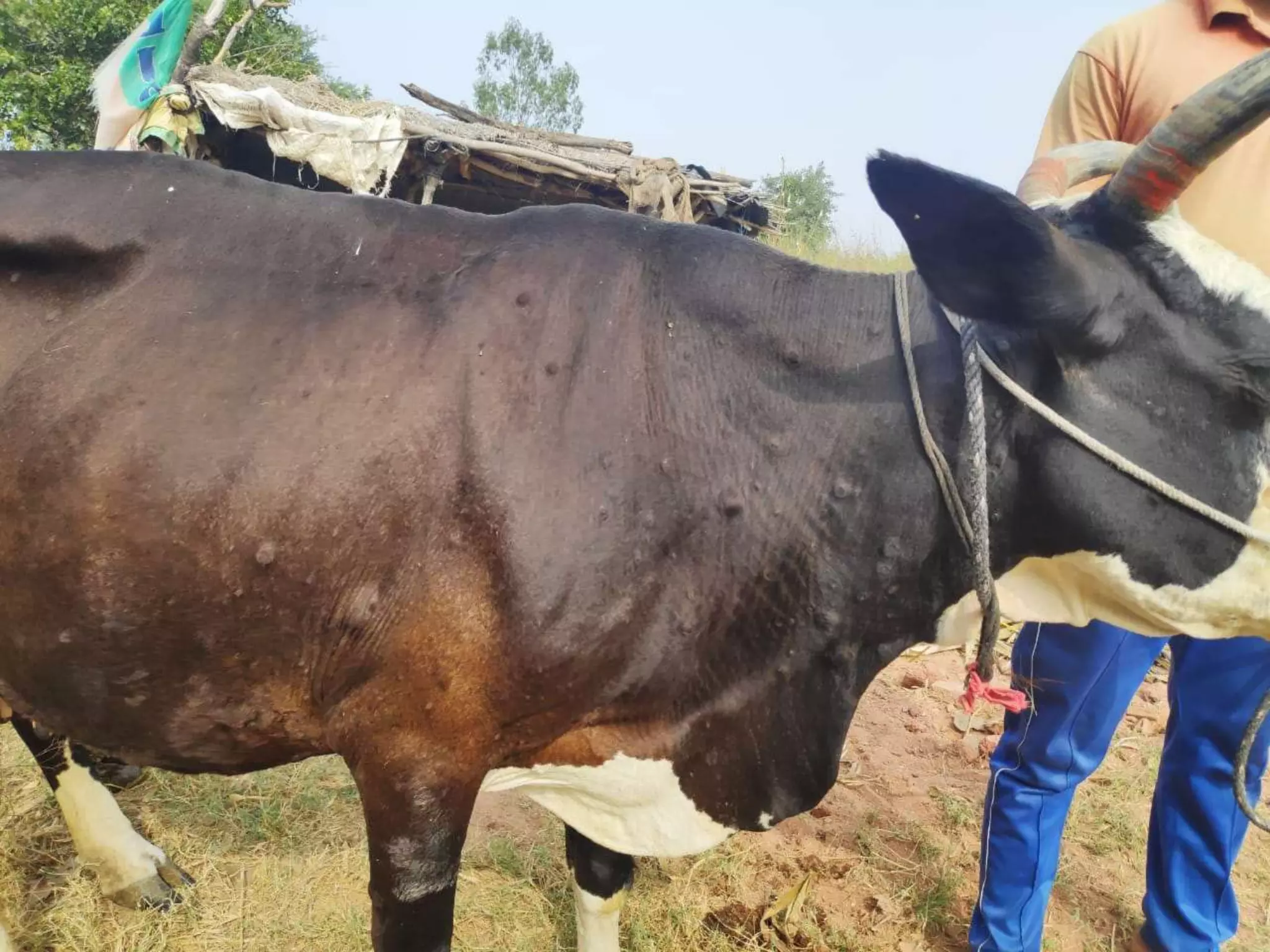 Lumpy skin disease | PPTX