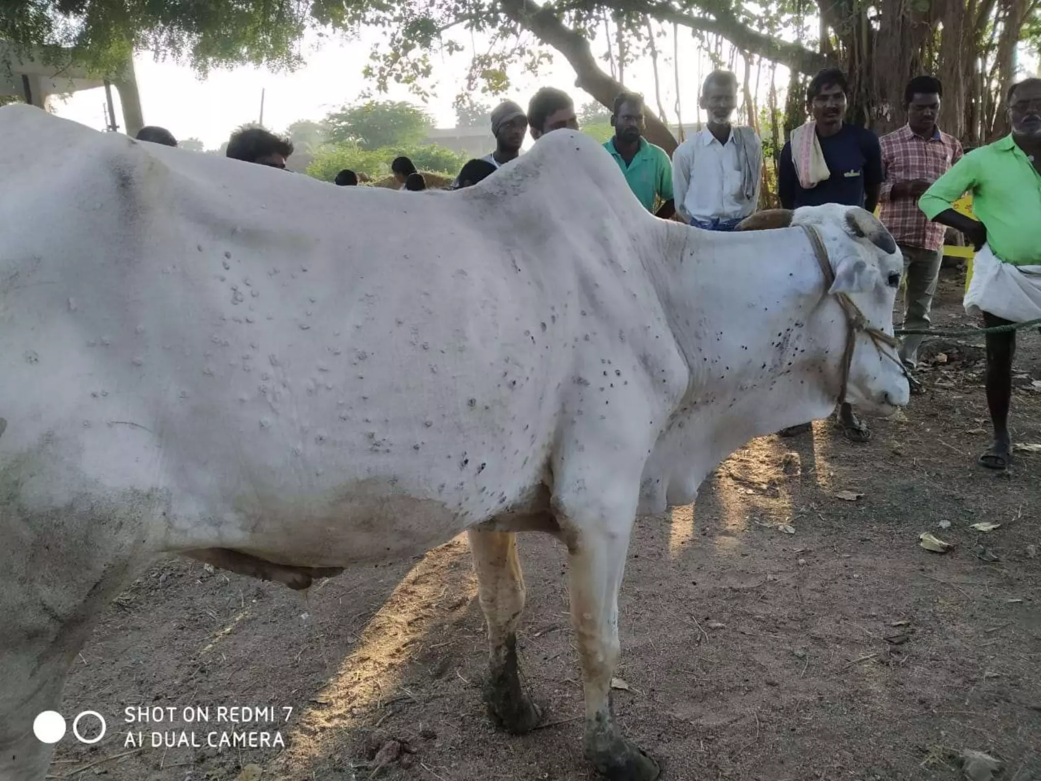 Lumpy skin disease | PPTX