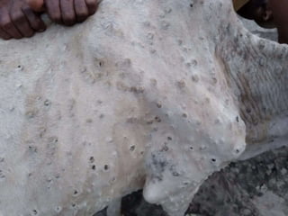 Lumpy skin disease | PPTX