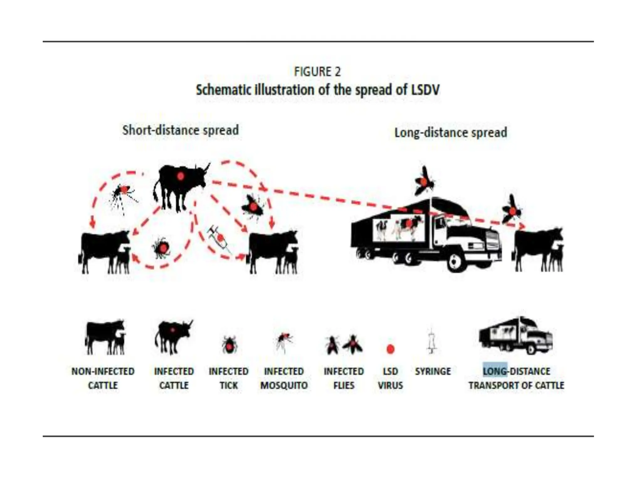 Lumpy skin disease.pptx