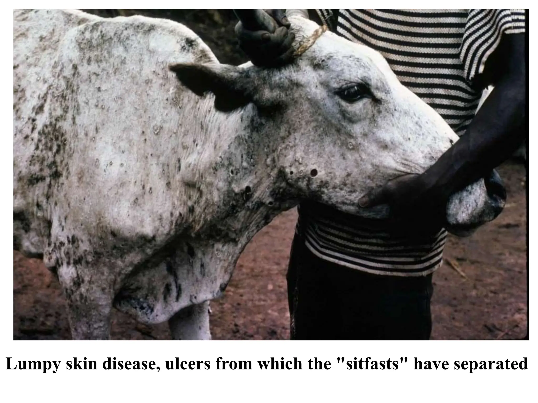 Lumpy skin disease.pptx