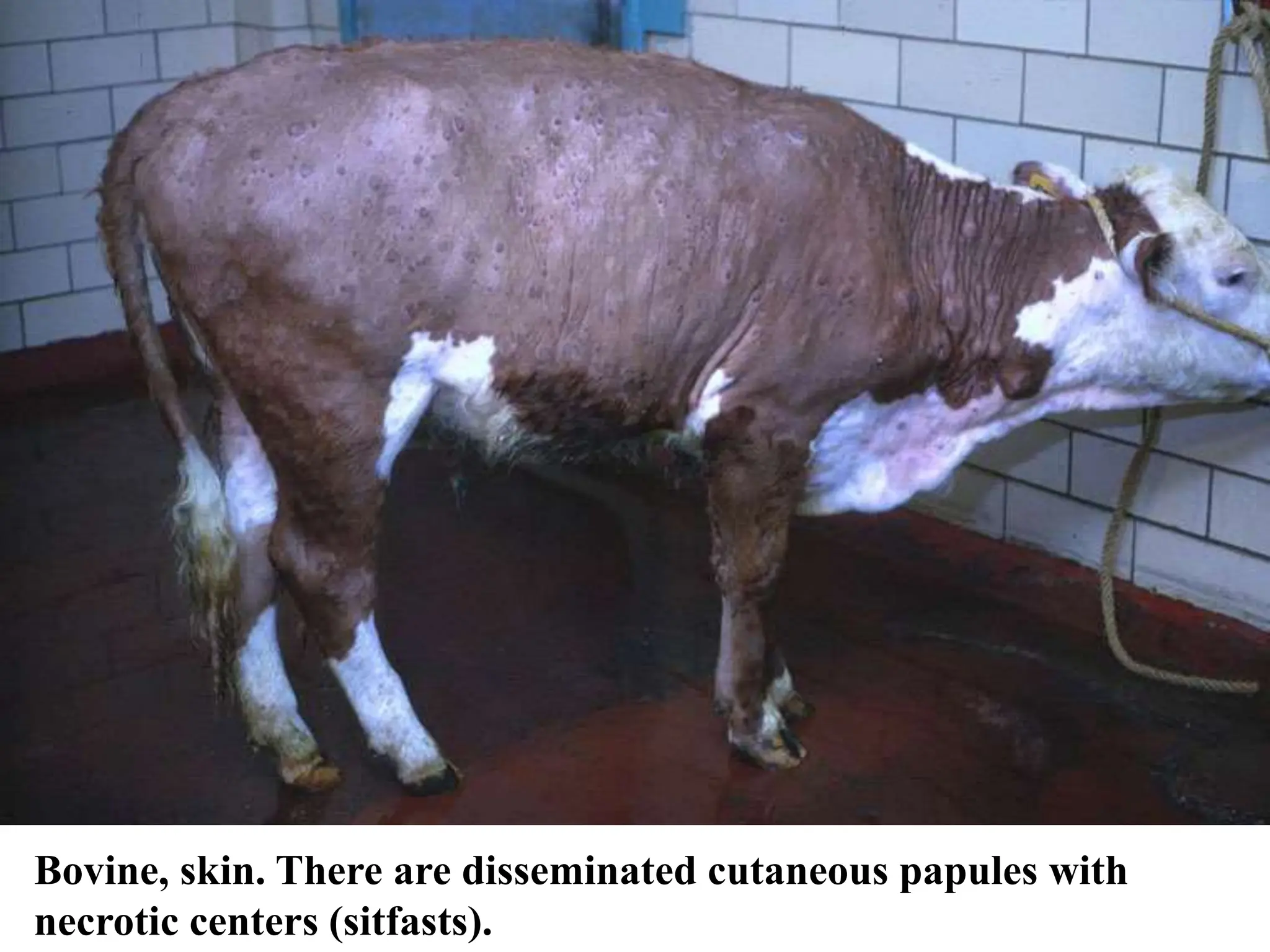 Lumpy skin disease.pptx
