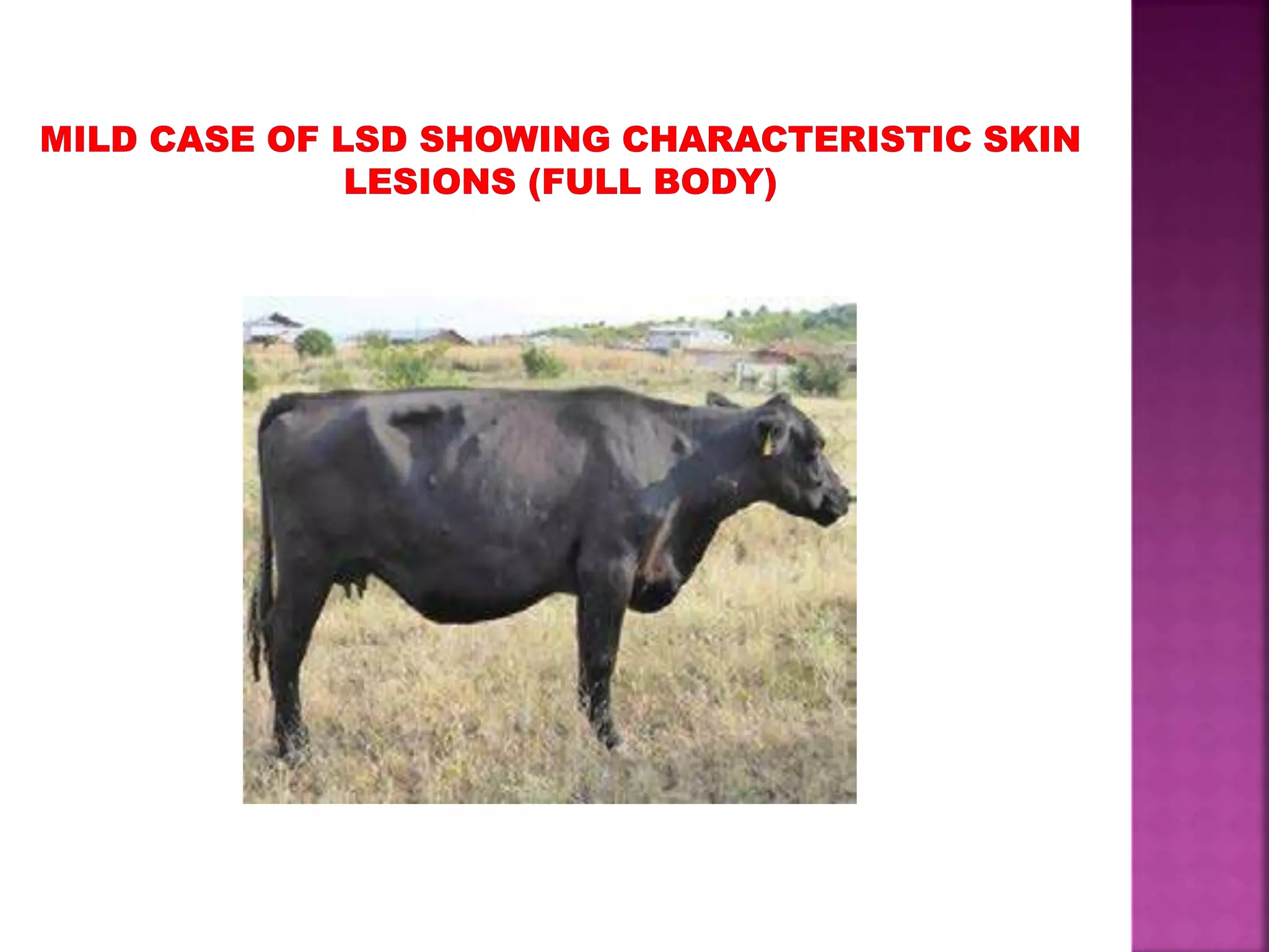 Lumpy skin disease ( LSD).pptx