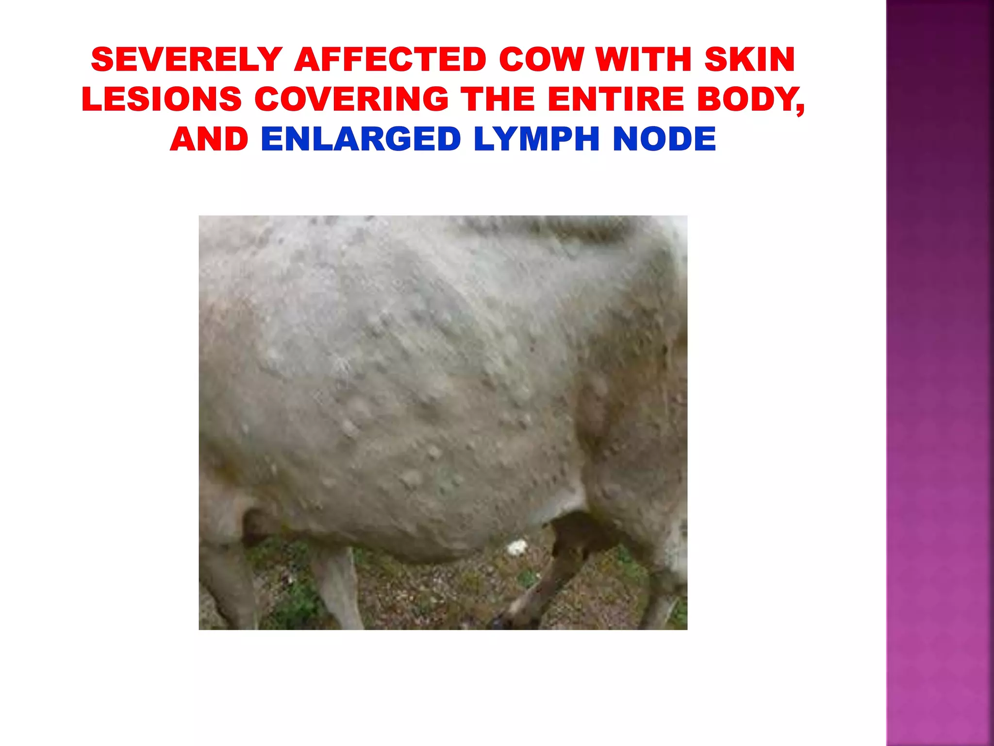Lumpy skin disease ( LSD).pptx