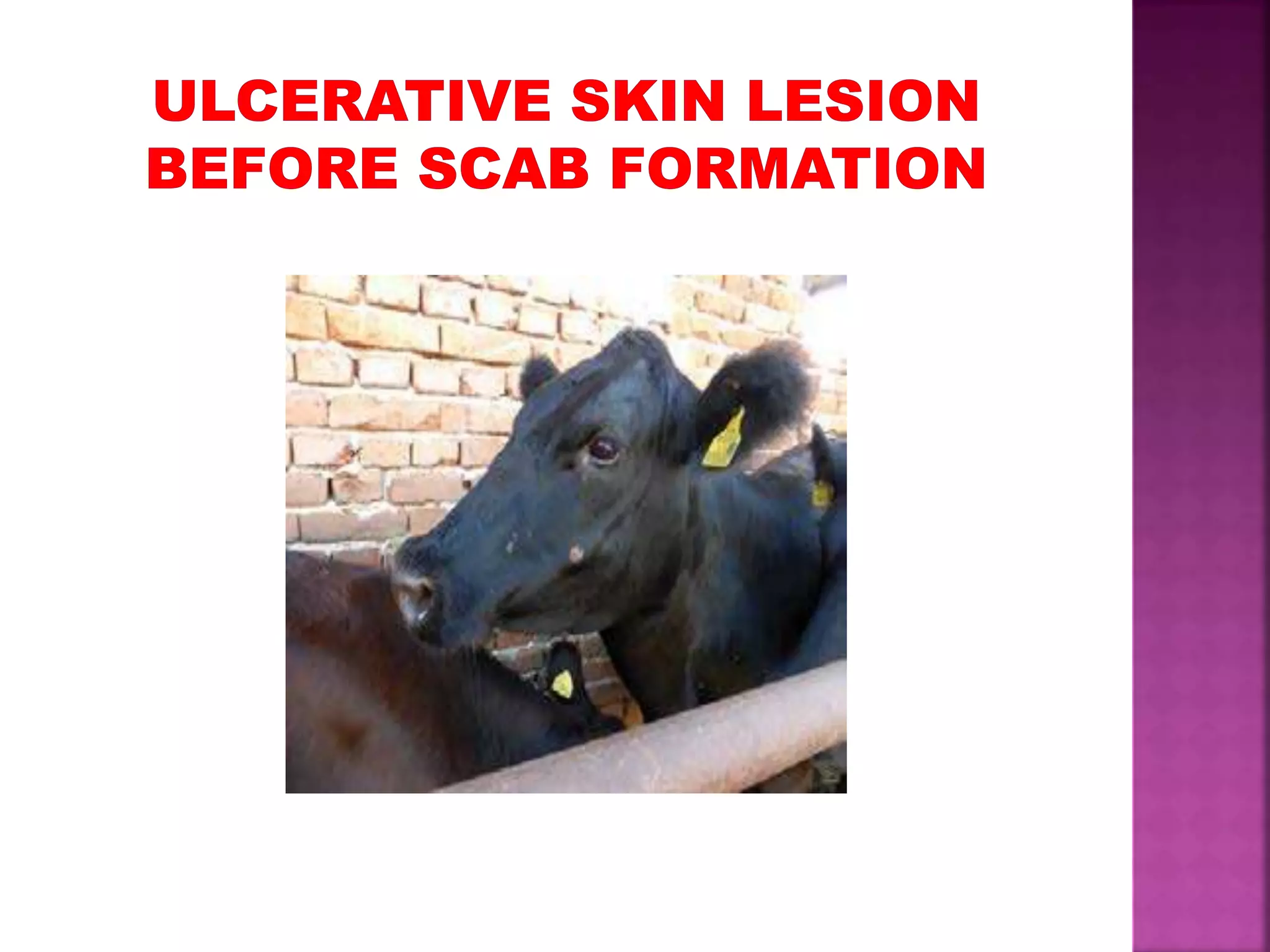 Lumpy skin disease ( LSD).pptx