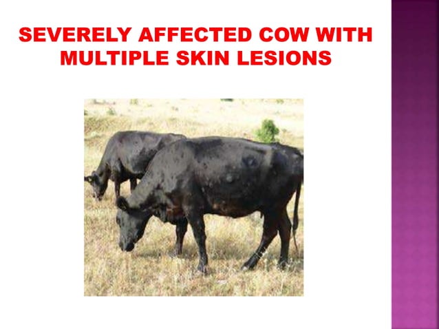 Lumpy skin disease ( LSD).pptx