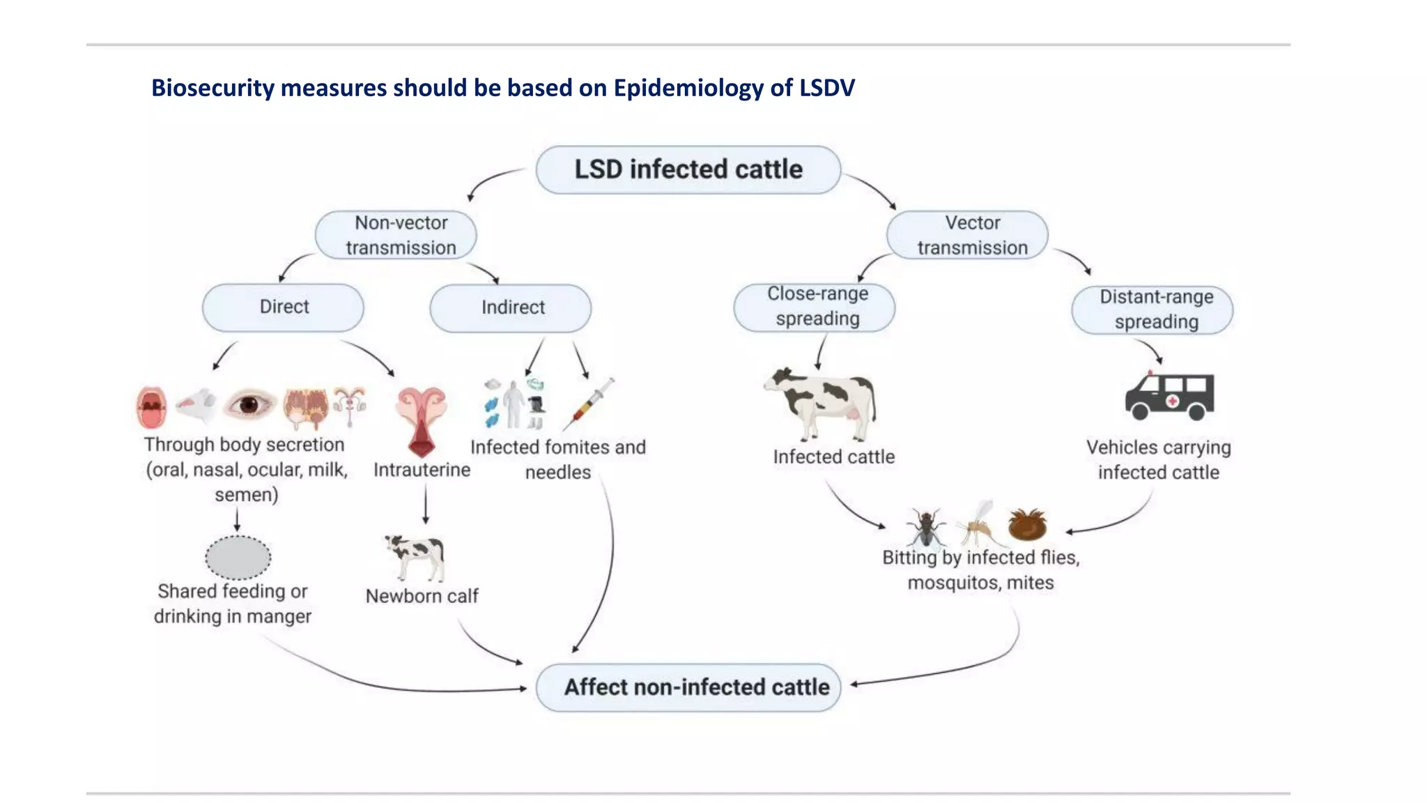 Lumpy Skin Disease | PDF