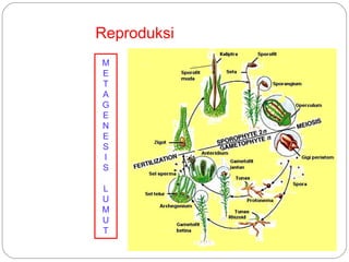 Lumut Materi Bio kelas X-XI | PPT