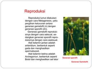 Lumut Materi Bio kelas X-XI | PPT