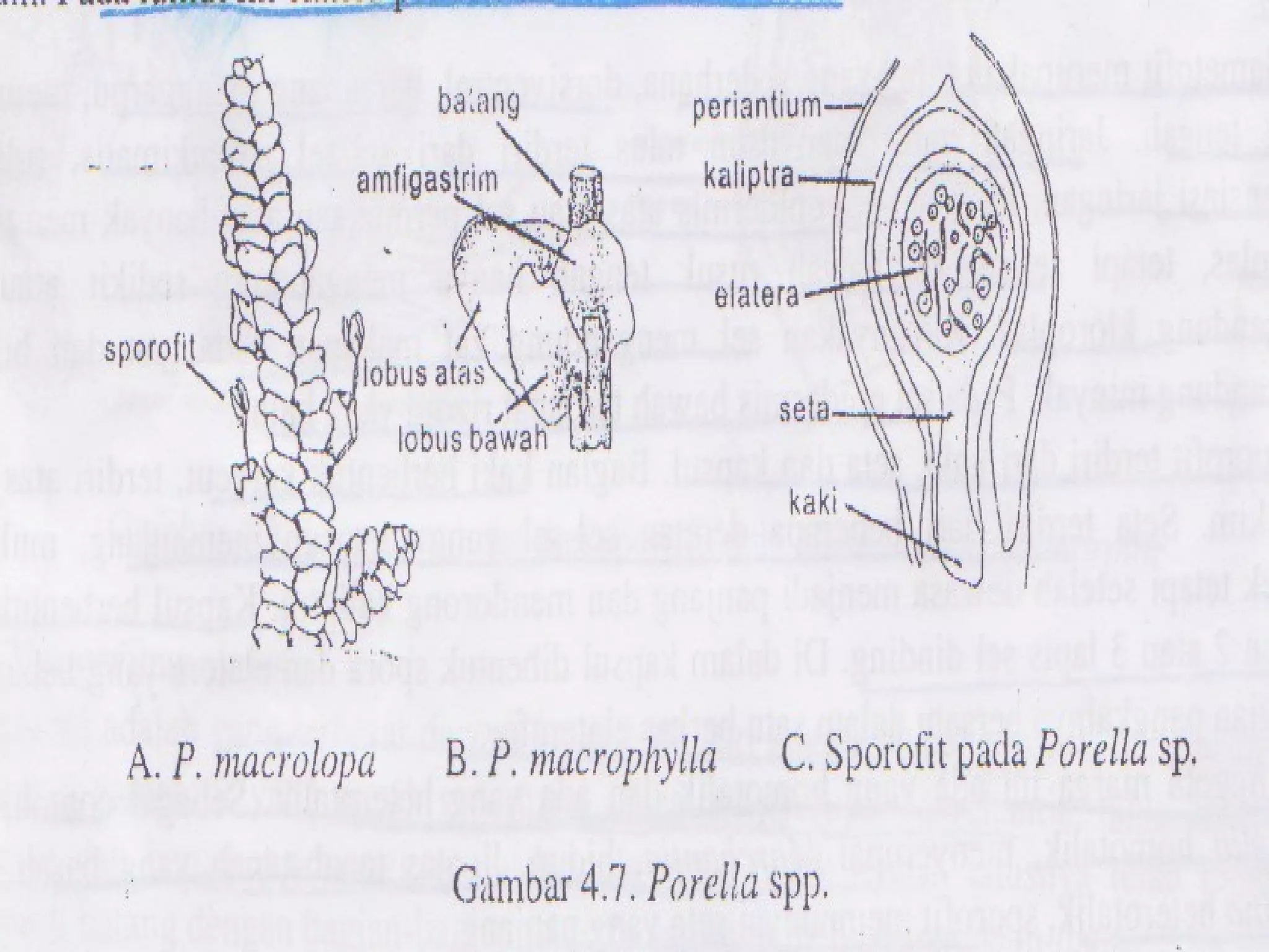 Lumut hati-hepaticopsida | PPT