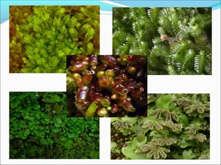 Lumut hati-hepaticopsida | PPT