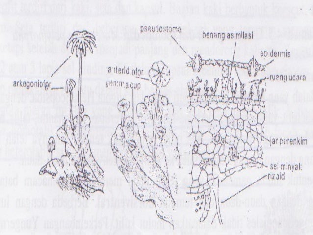 Biovaganza: MAKALAH HEPATICOPSIDA (LUMUT HATI)