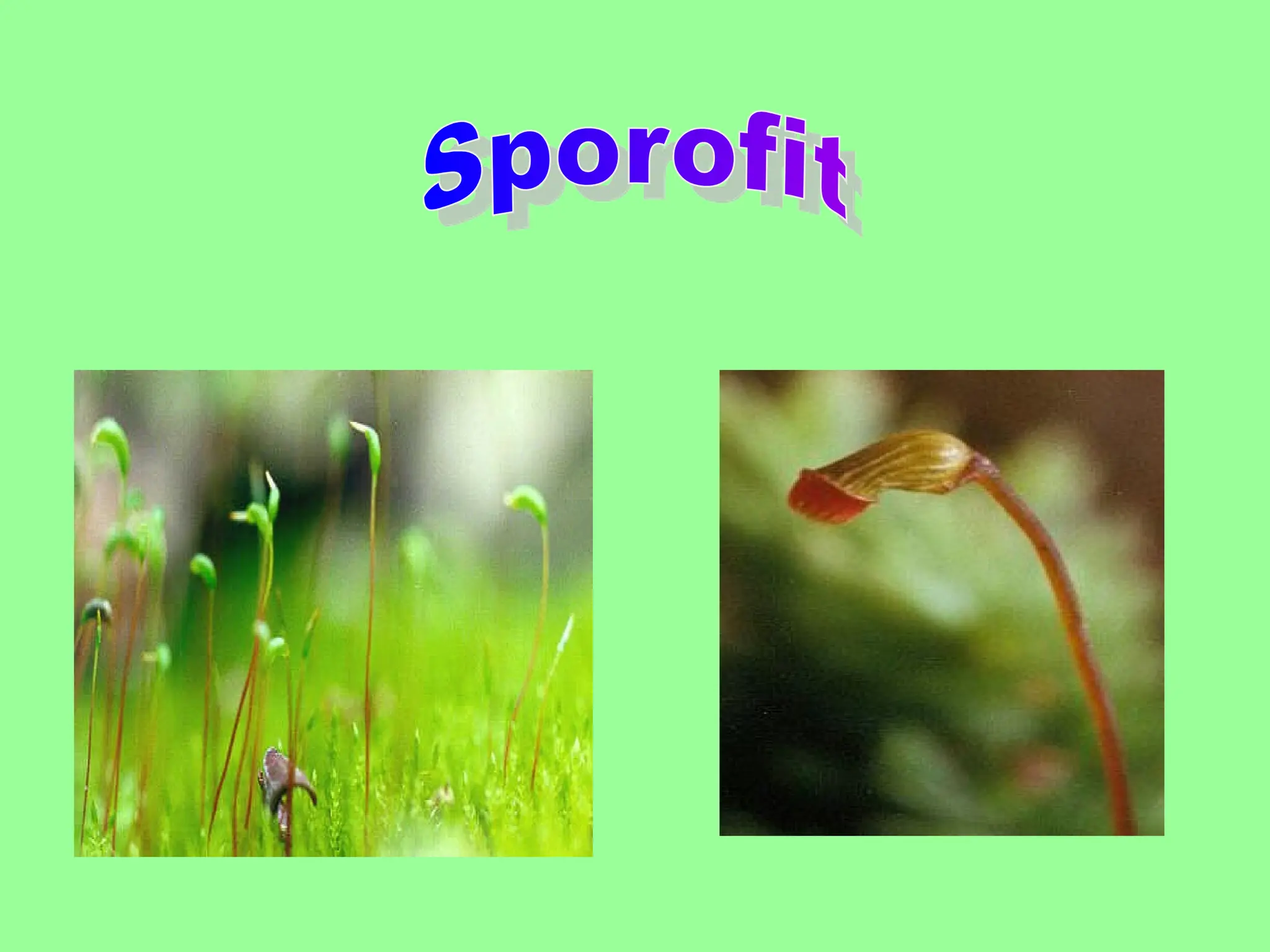 Presentasi Penjelasan Lumut dan Anatominya dalam Pendidikan Biologi.ppt