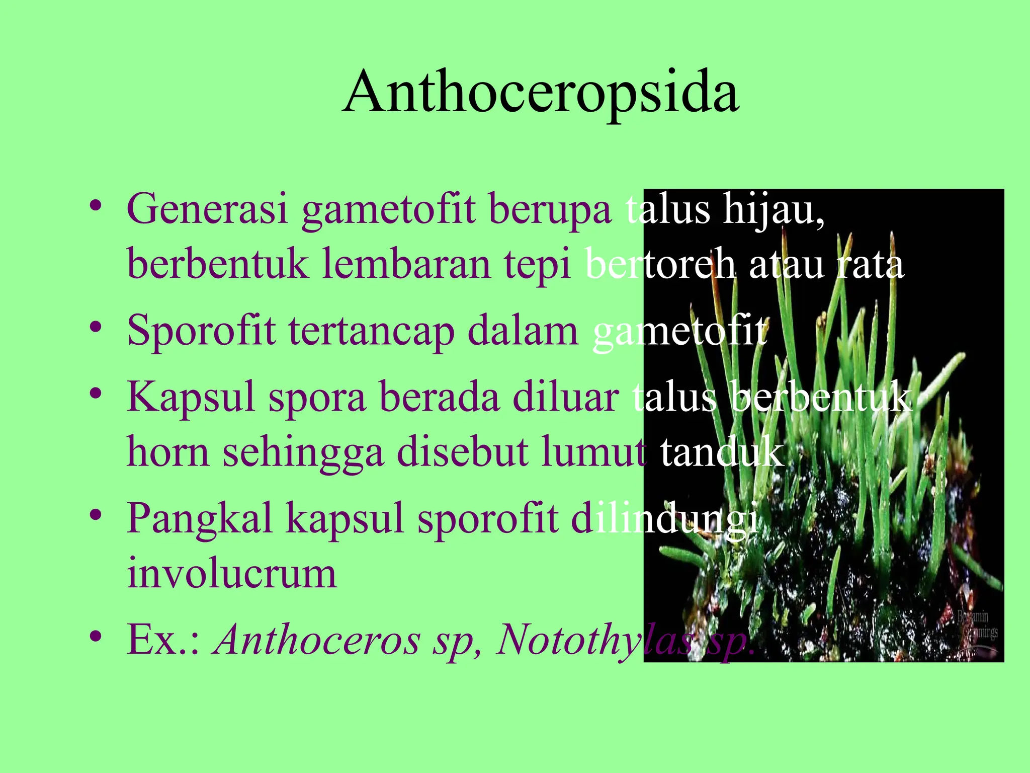 Presentasi Penjelasan Lumut dan Anatominya dalam Pendidikan Biologi.ppt