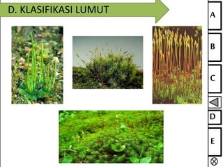 BIOLOGI - Lumut by XGSc IIHS [Marini C., Nadya A., Disty S.A.Y., Nabila ...