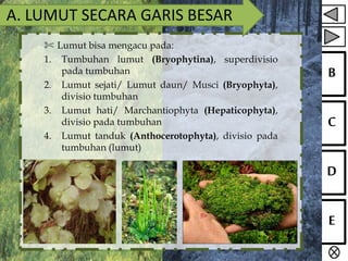 BIOLOGI - Lumut by XGSc IIHS [Marini C., Nadya A., Disty S.A.Y., Nabila ...