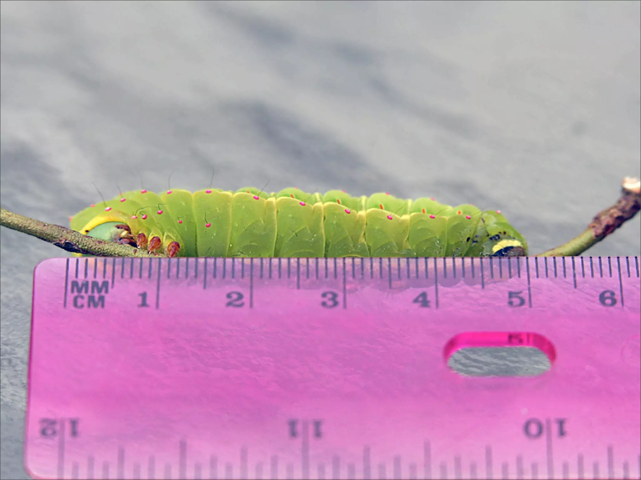 Luna Moth Caterpillar | PDF