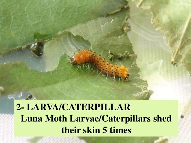 Luna moth life cycle