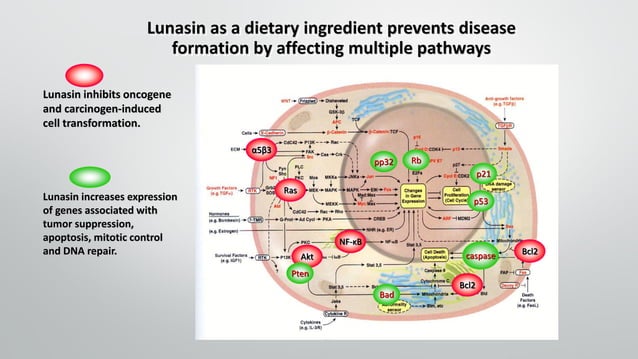 Lunasin and Epigenetics: How it affects multiple genes and pathways | PPT