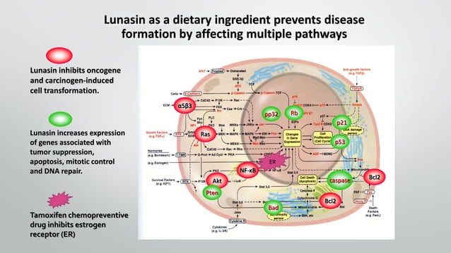 Lunasin and Epigenetics: How it affects multiple genes and pathways | PDF