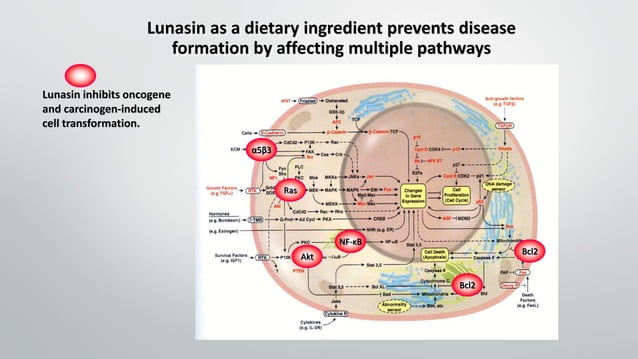Lunasin and Epigenetics: How it affects multiple genes and pathways | PDF