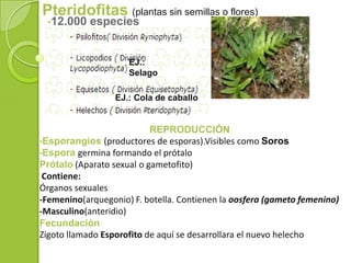 Botanica | PPTX