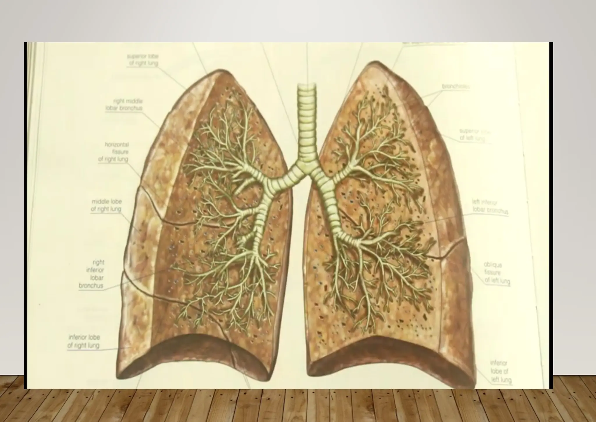 LUNG RESPIRATORY SYSTEM THORACIC CAVITY.ppt