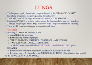 LUNG RESPIRATORY SYSTEM THORACIC CAVITY.ppt