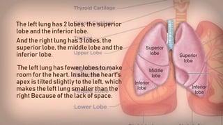 Lung - Anatomy.pptx