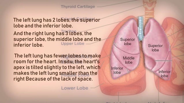 Lung - Anatomy.pptx