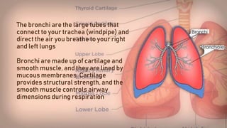 Lung - Anatomy.pptx