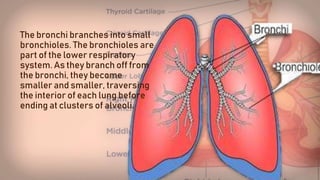 Lung - Anatomy.pptx