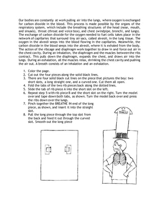 Lung foldables instructions | DOCX | Lung and Respiratory Health ...