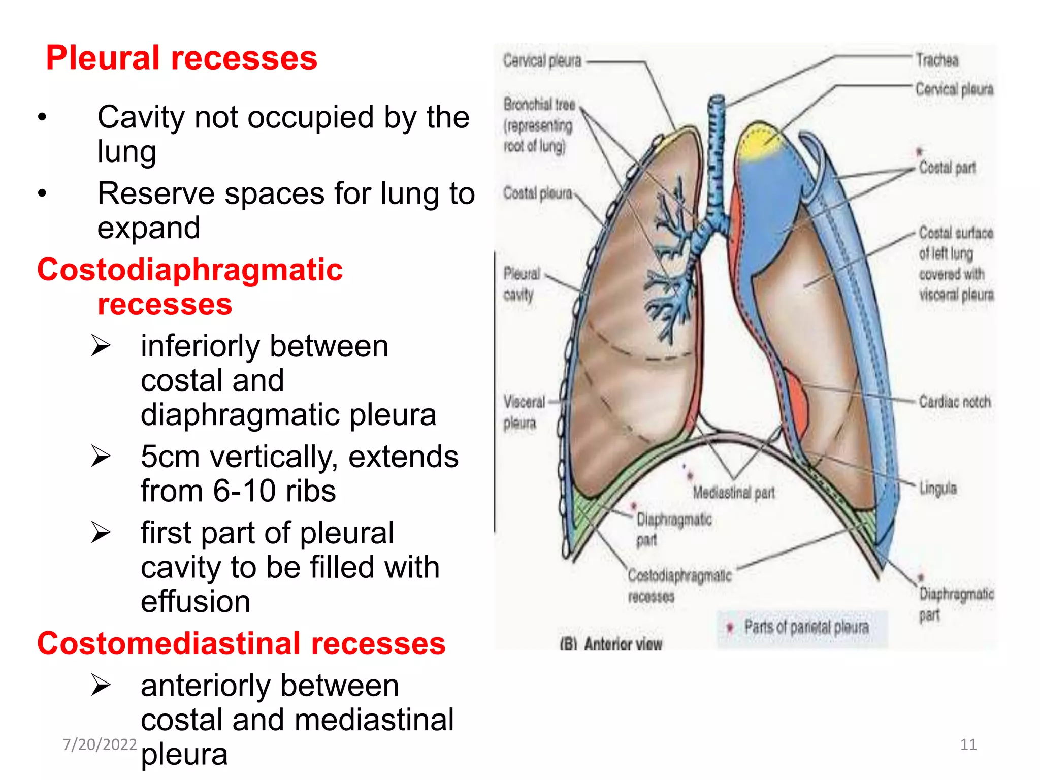Lung (1).pptx