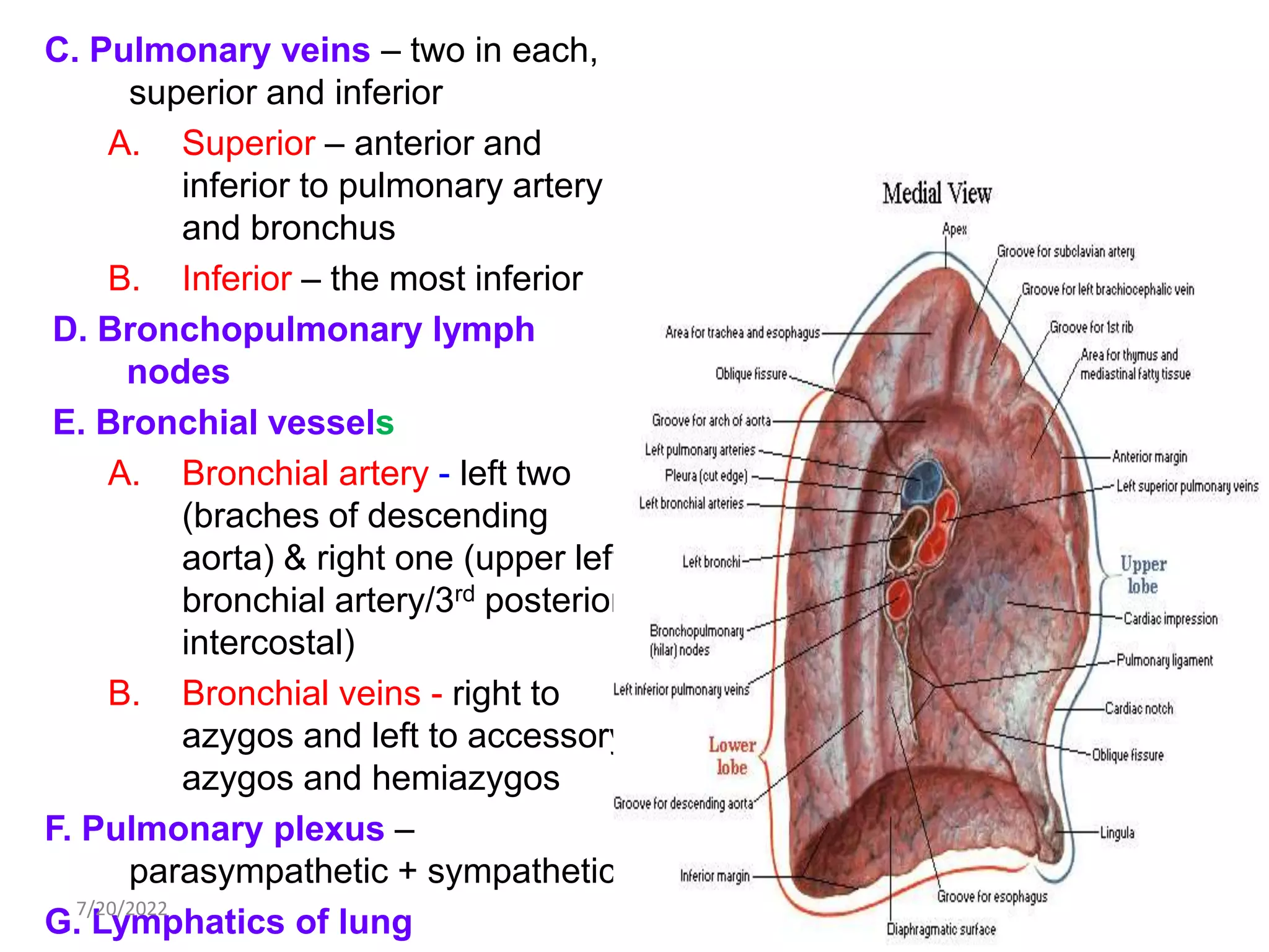 Lung (1).pptx
