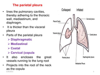 Lung (1).pptx