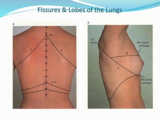 Lymph nodal stations in ca lung | PPTX
