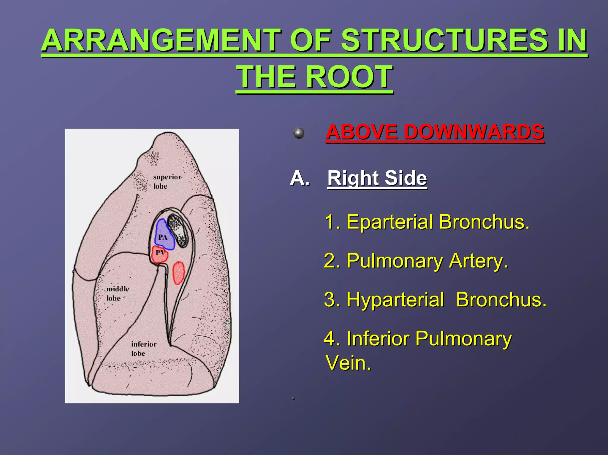Lung anatomy. | PDF
