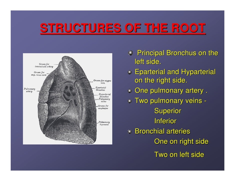 Lung anatomy.