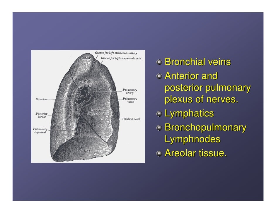 Lung anatomy.