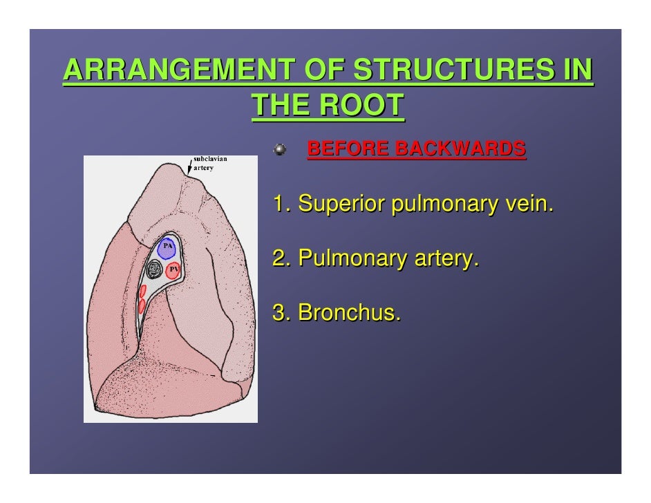 Lung Anatomy